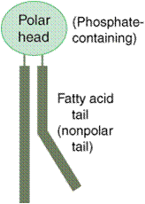 NayOne Notes-Biology: The Lipid Bilayer