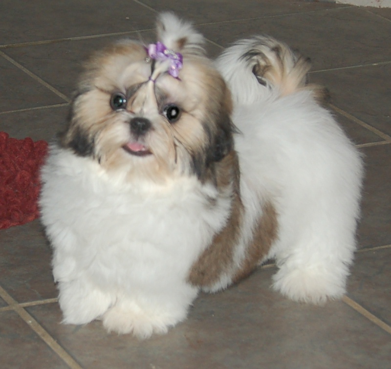 Imagenes de perros shih tzu - Imagui