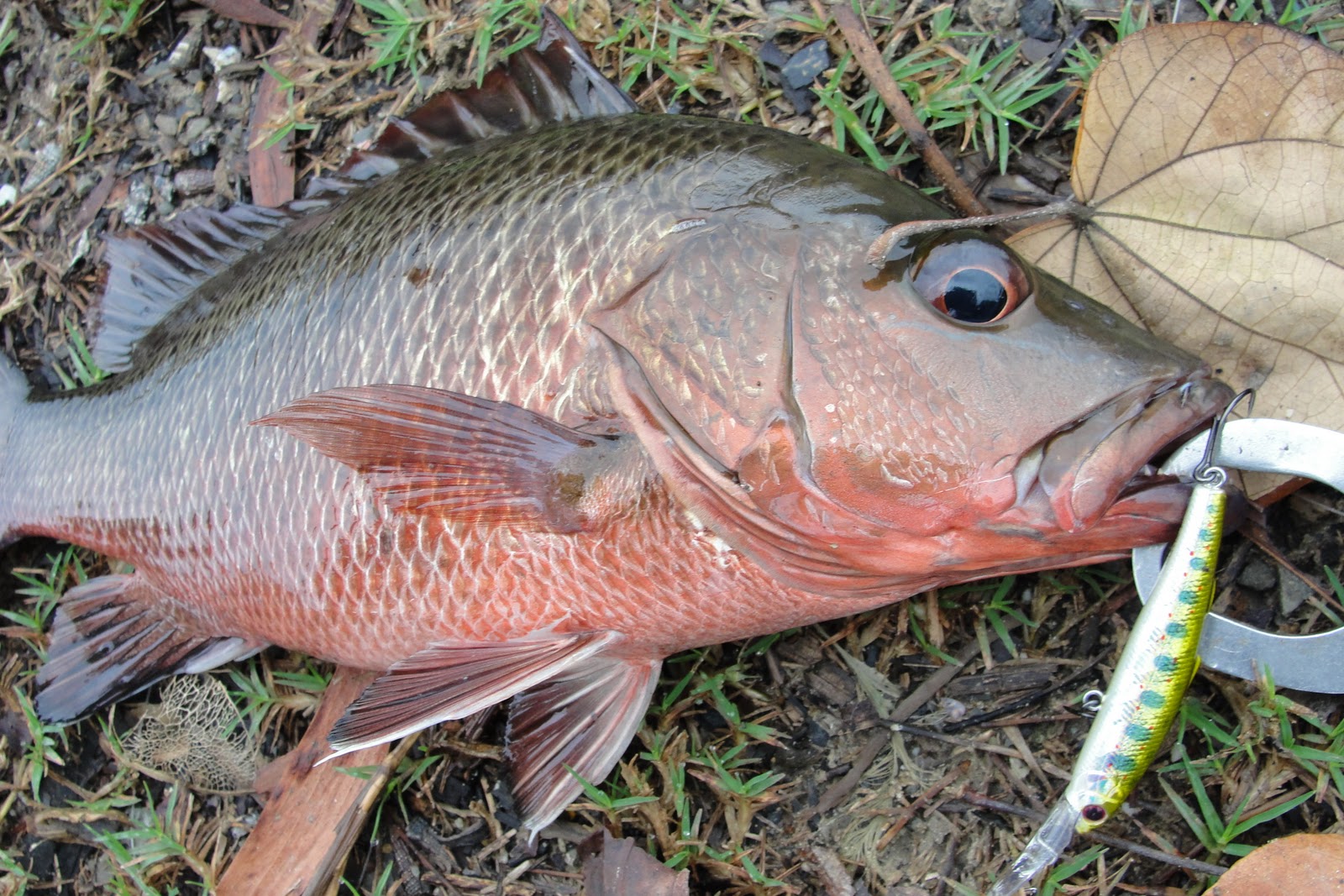 KO25: 2011's First, MJ, Snakehead & Estuary Cod