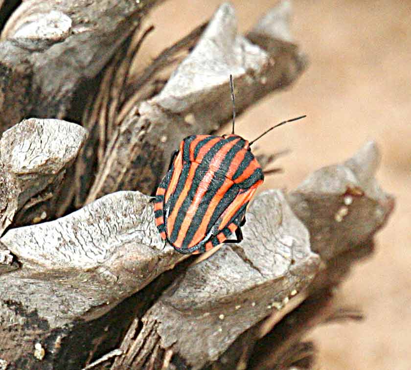 Insects – Algarve, Portugal October 2010