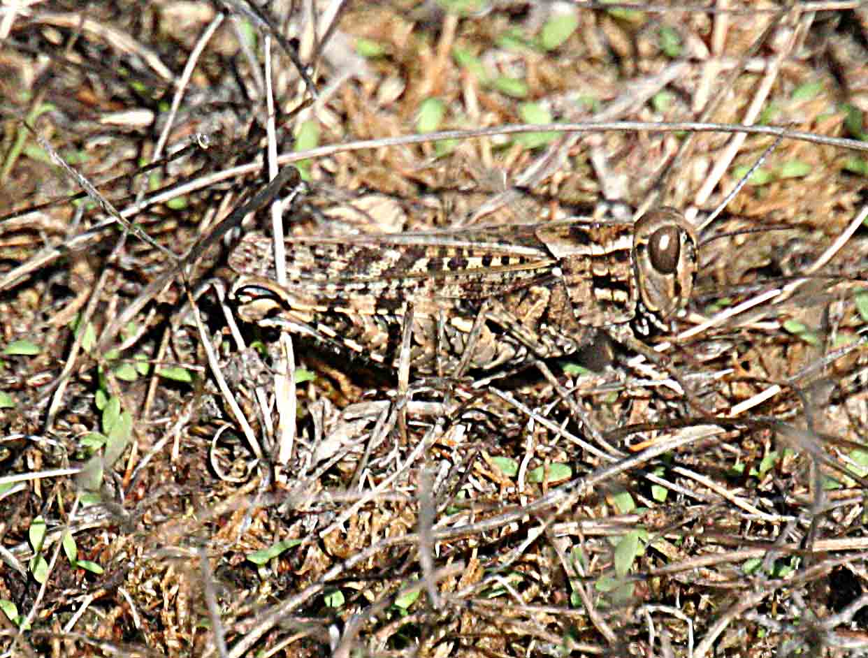 Insects – Algarve, Portugal October 2010