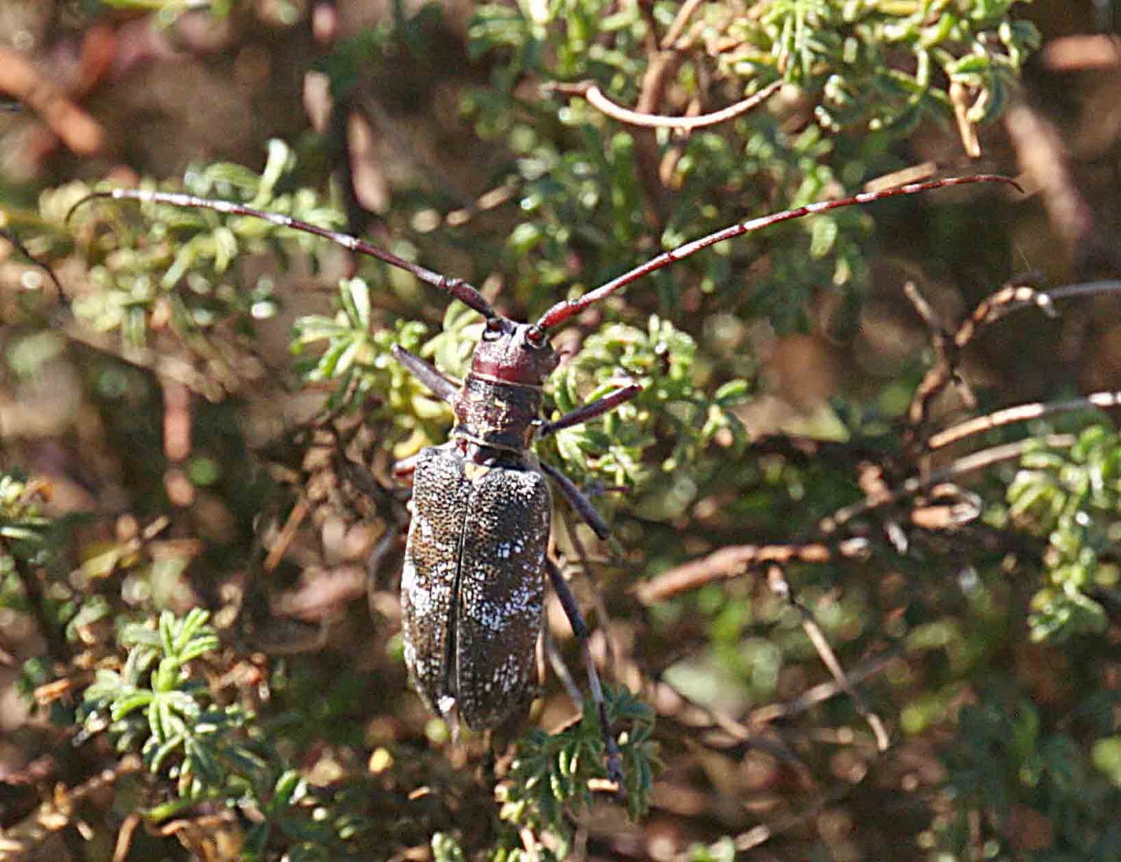 Insects – Algarve, Portugal October 2010