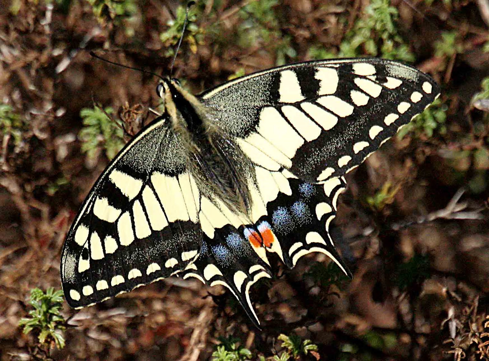 Insects – Algarve, Portugal October 2010