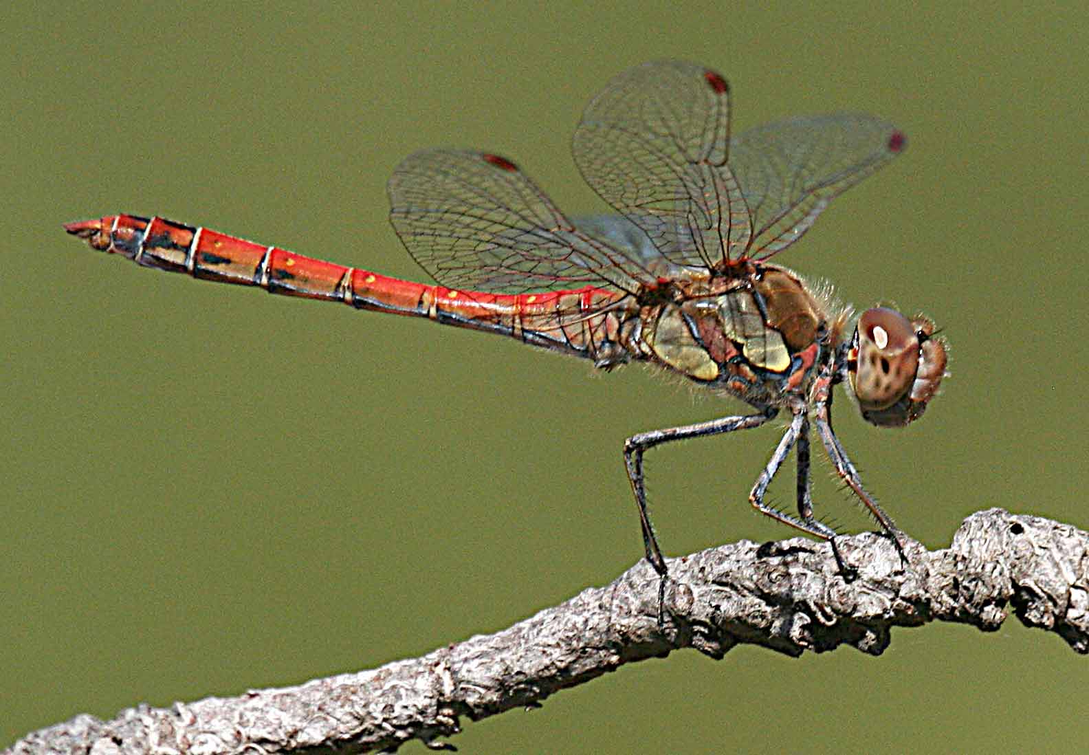 Insects – Algarve, Portugal October 2010