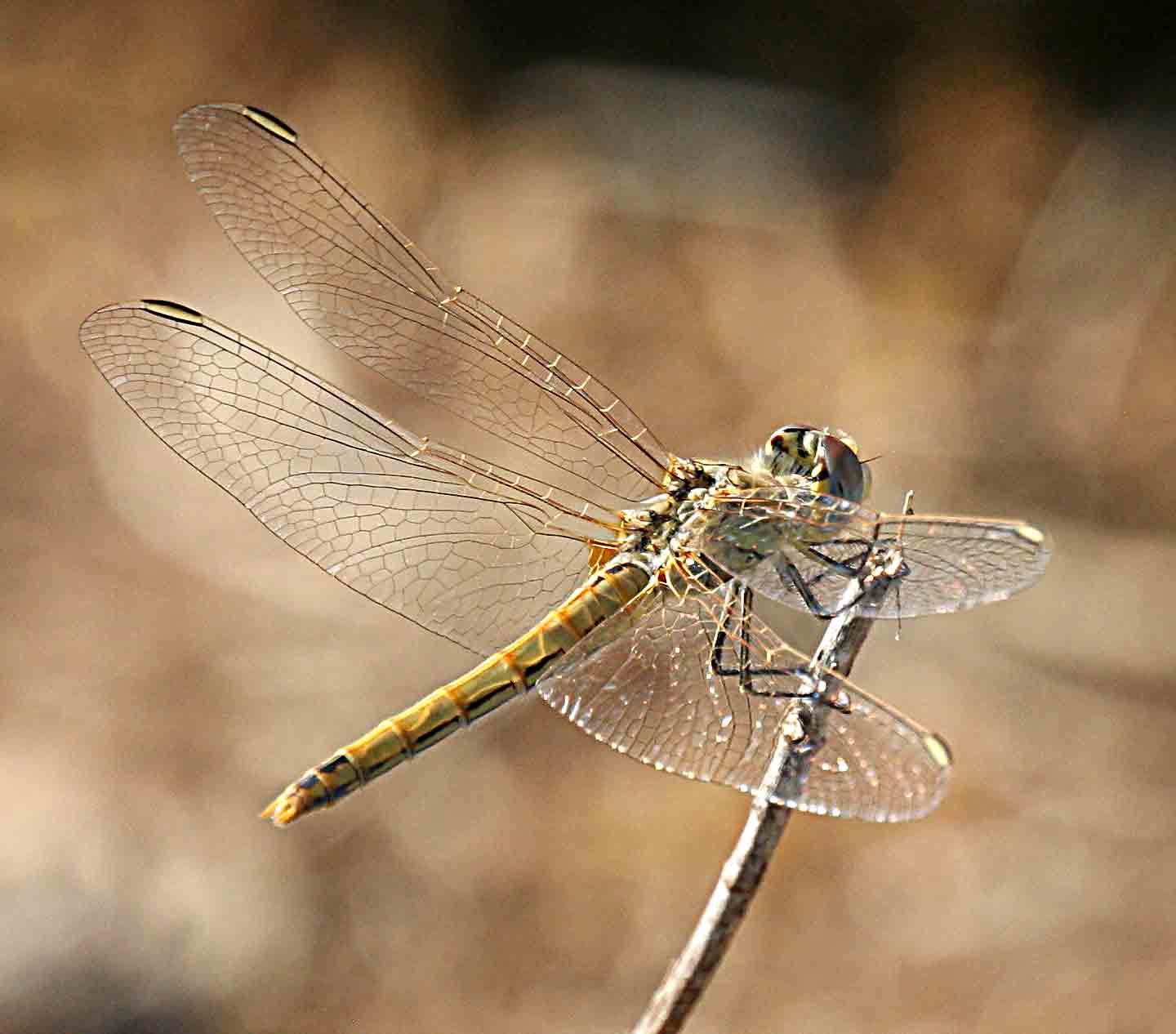Insects – Algarve, Portugal October 2010