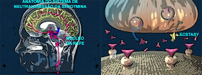Anfetaminas, Ecstasy e Ice: Anfetaminas e Ecstasy