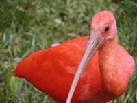 animales del llano