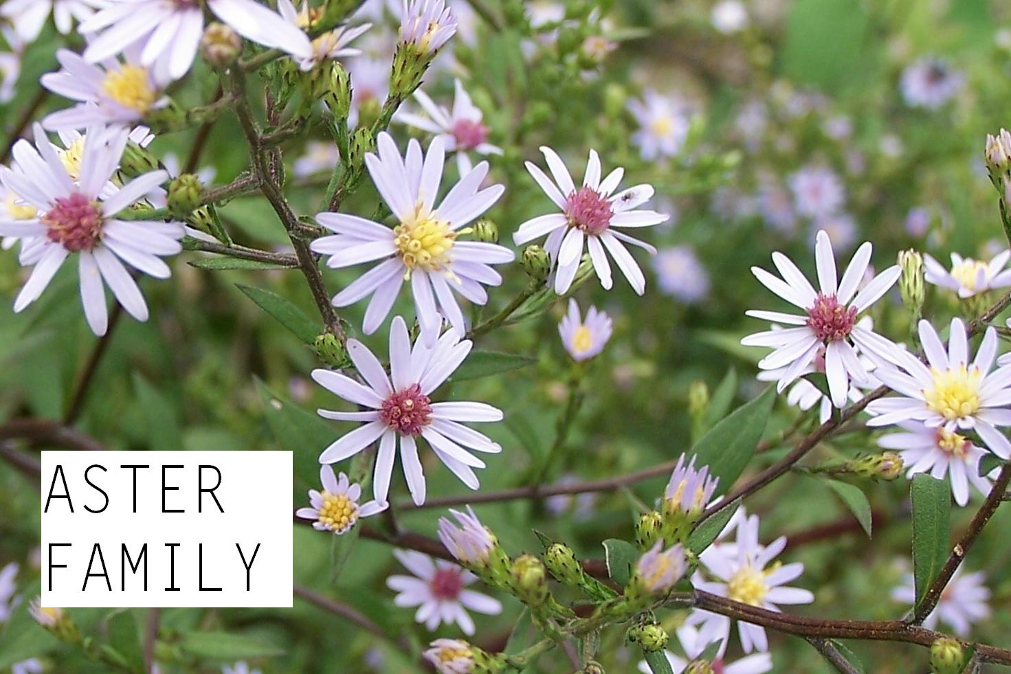 troutbirder: Fall Aster Parade