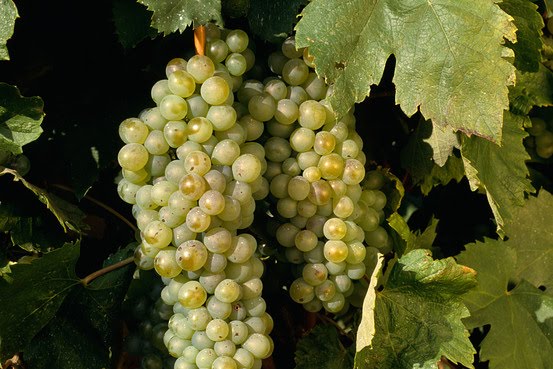 Fringe Wine: Dry Furmint