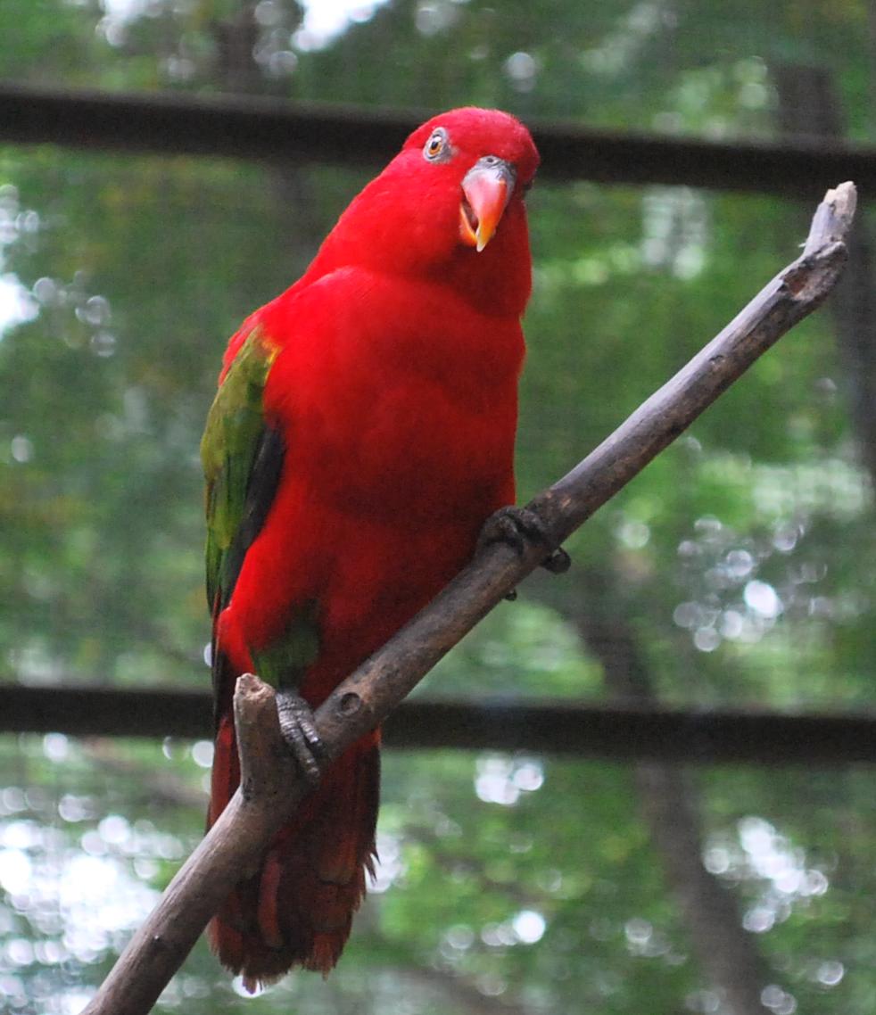 Taman Burung Kuang Ajil | Travel Guide & Makan² Guide