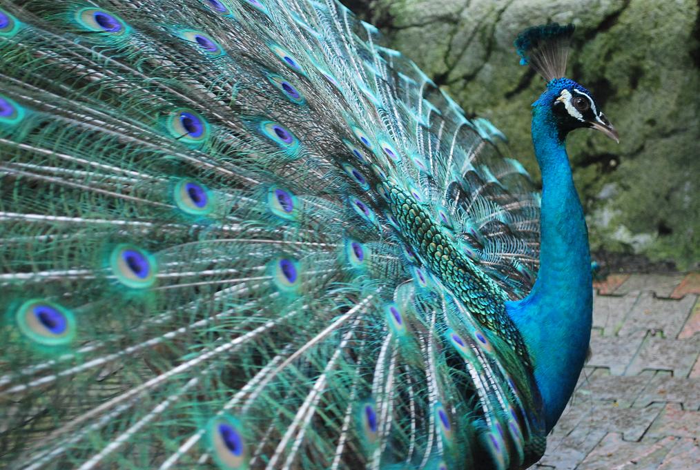 Taman Burung Kuang Ajil | Travel Guide & Makan² Guide