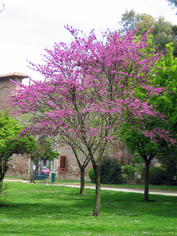 Φυτοσυμβουλές by Fleurs: Κουτσουπιά , Δέντρο του Ιούδα