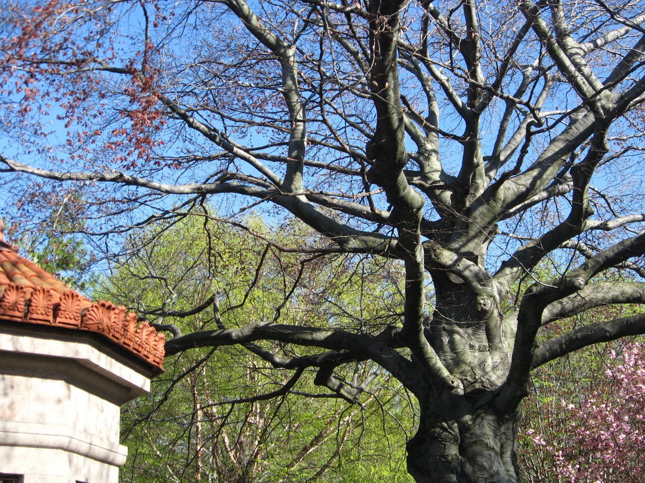 Brooklyn Photos: Springtime in Prospect Park