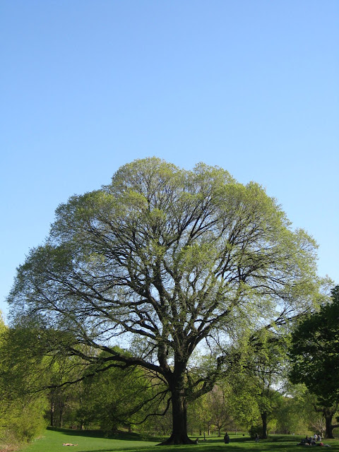 Brooklyn Photos: Springtime in Prospect Park