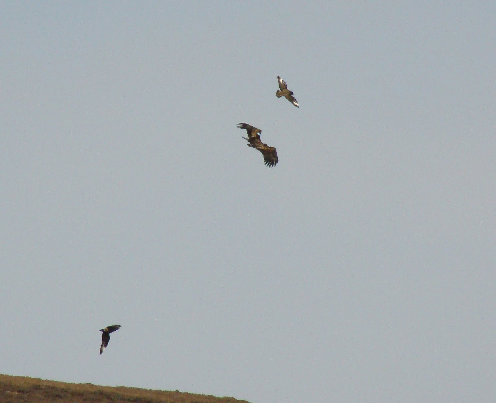 Fair Isle Bird Observatory: the Warden's diary: The Flying Barn Door!