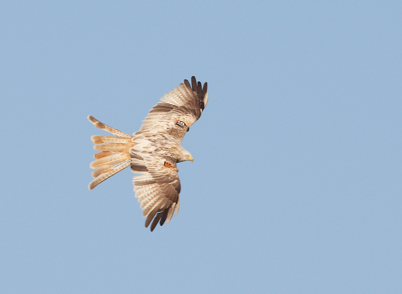 Wildlife Photography across the Water: Mini Trip Report - Part 5 - The ...