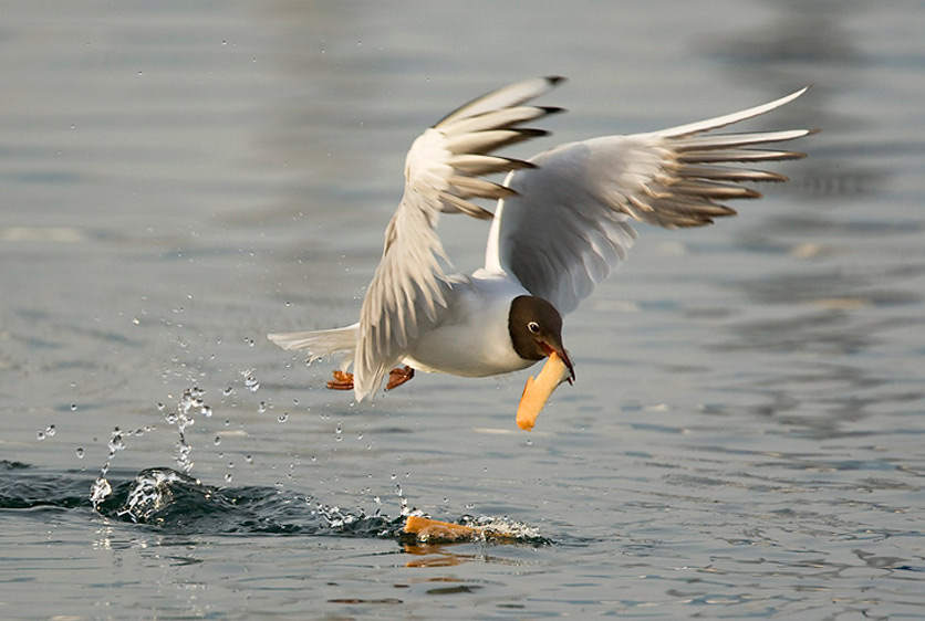 Wildlife Photography across the Water: Taking Birds in Flight
