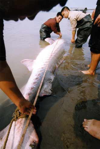 Sheen: Giant Fish [Ikan Raksasa]