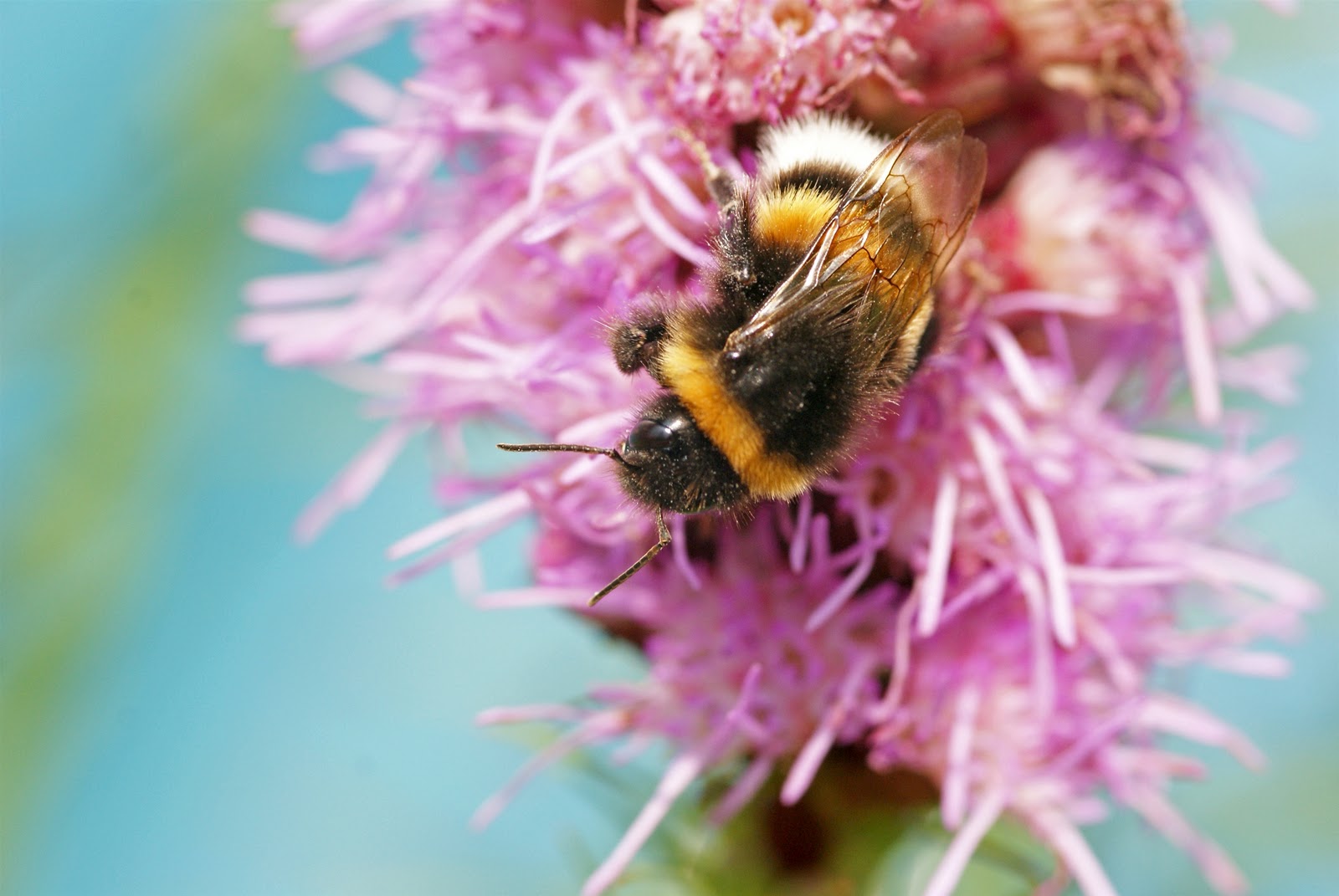 De wereld door mijn lenzen: De perfecte macrofoto?
