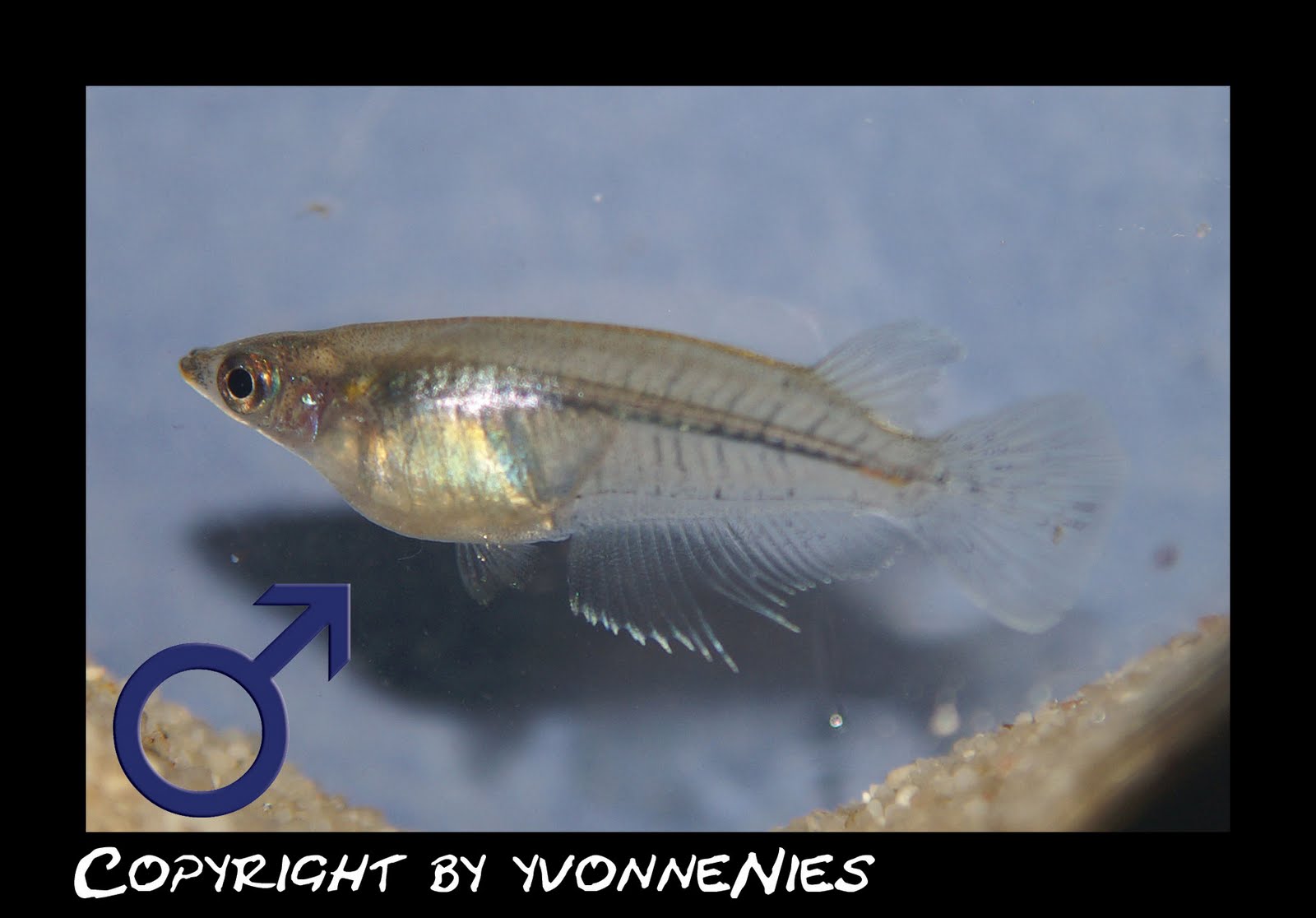 Verrückt nach Fisch: Oryzias dancena