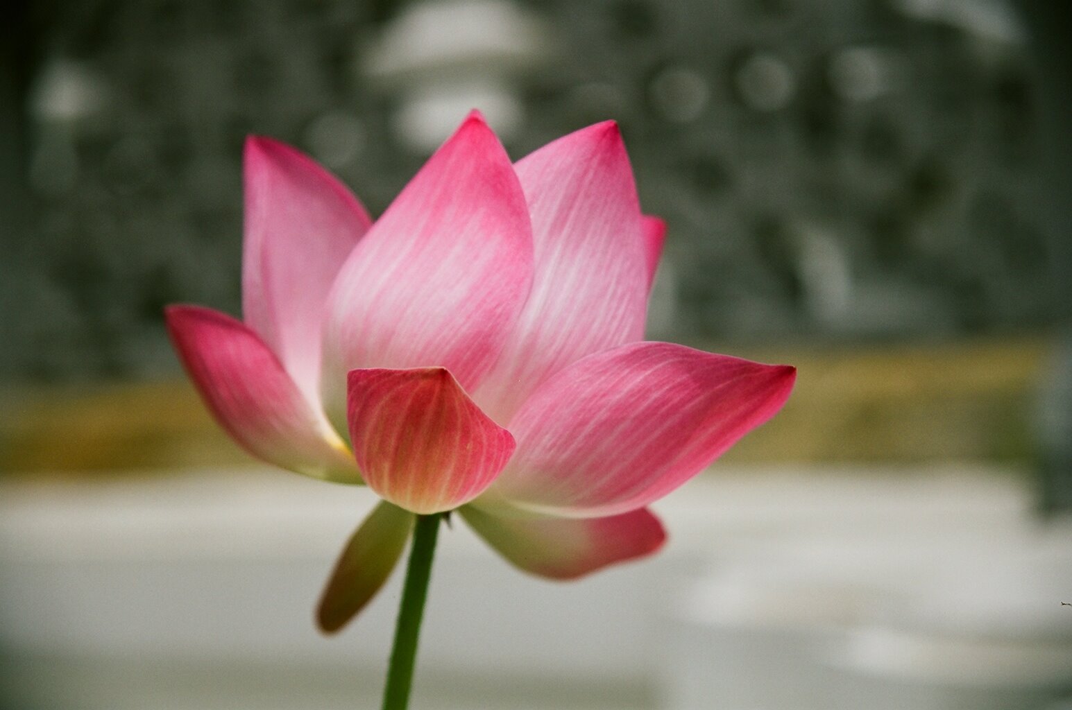 Media: Lotus flower wallpapers - high quality and wide screen