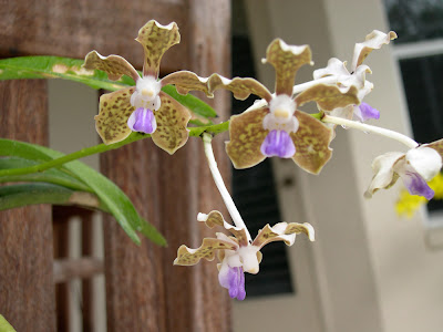 Carl's Orchids: Vanda tessellata var. roxburghii