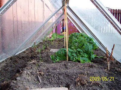 Calgary Gardening Adventures: Tomato Transplant - Cold Frame #2