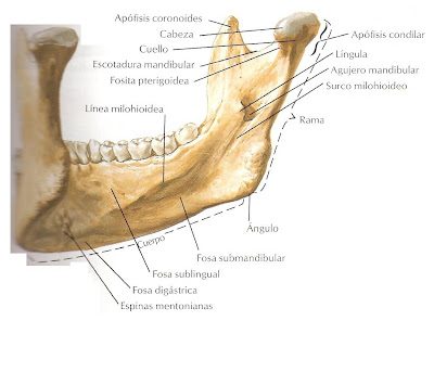 Histologia & Anatomía: Esqueleto Axial 3º parte (mandibula)