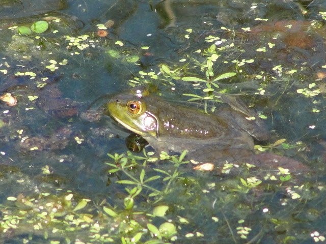 Which frog is this? | Mary Richmond's Cape Cod Art and Nature