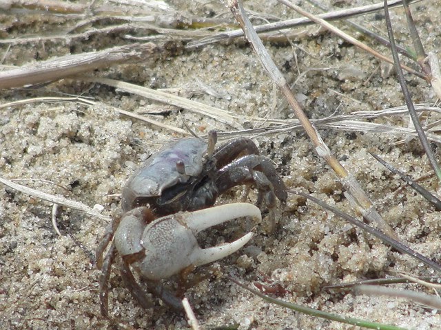 fiddler crabs | Mary Richmond's Cape Cod Art and Nature