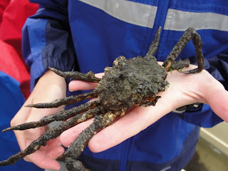 cape cod crabs | Mary Richmond's Cape Cod Art and Nature