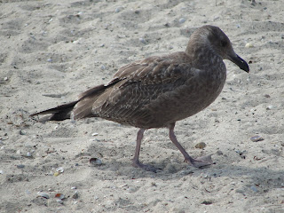 Young gulls…. | Mary Richmond's Cape Cod Art and Nature