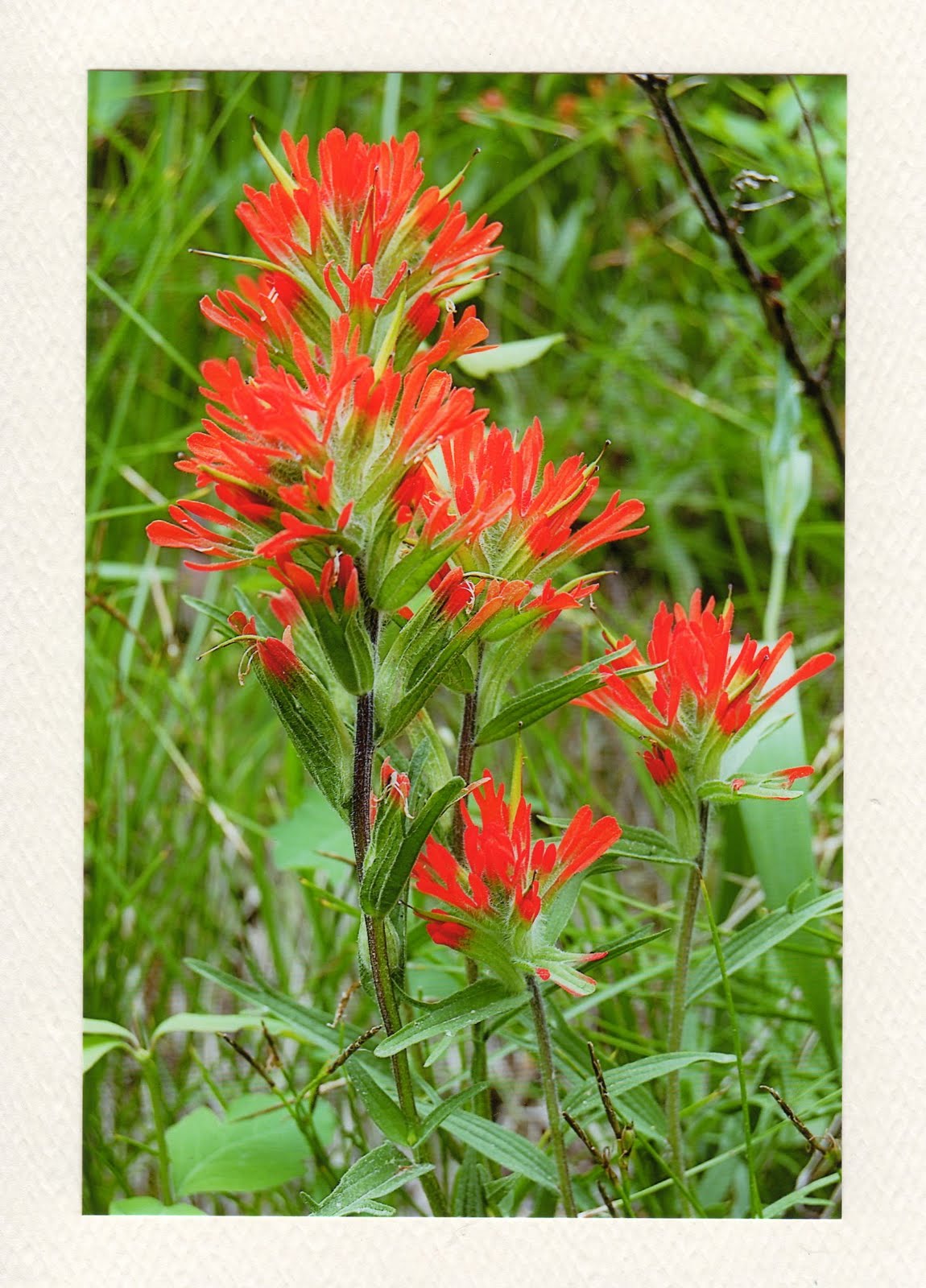 Photo Note Cards / Flowers Wild, etc...: Indian Fire / Paint Brush Swan ...
