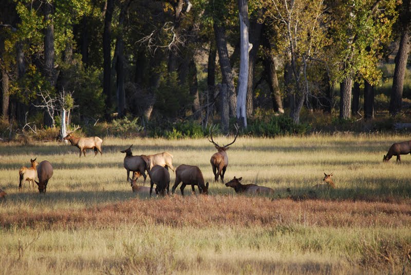 Slippery Ann Elk Viewing Area
