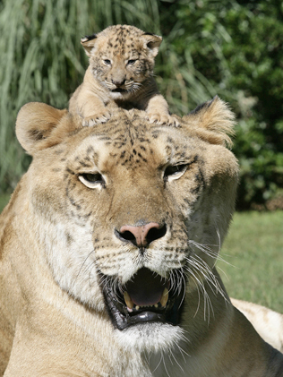 Feline Underground: a baby liger! can we keep him?!