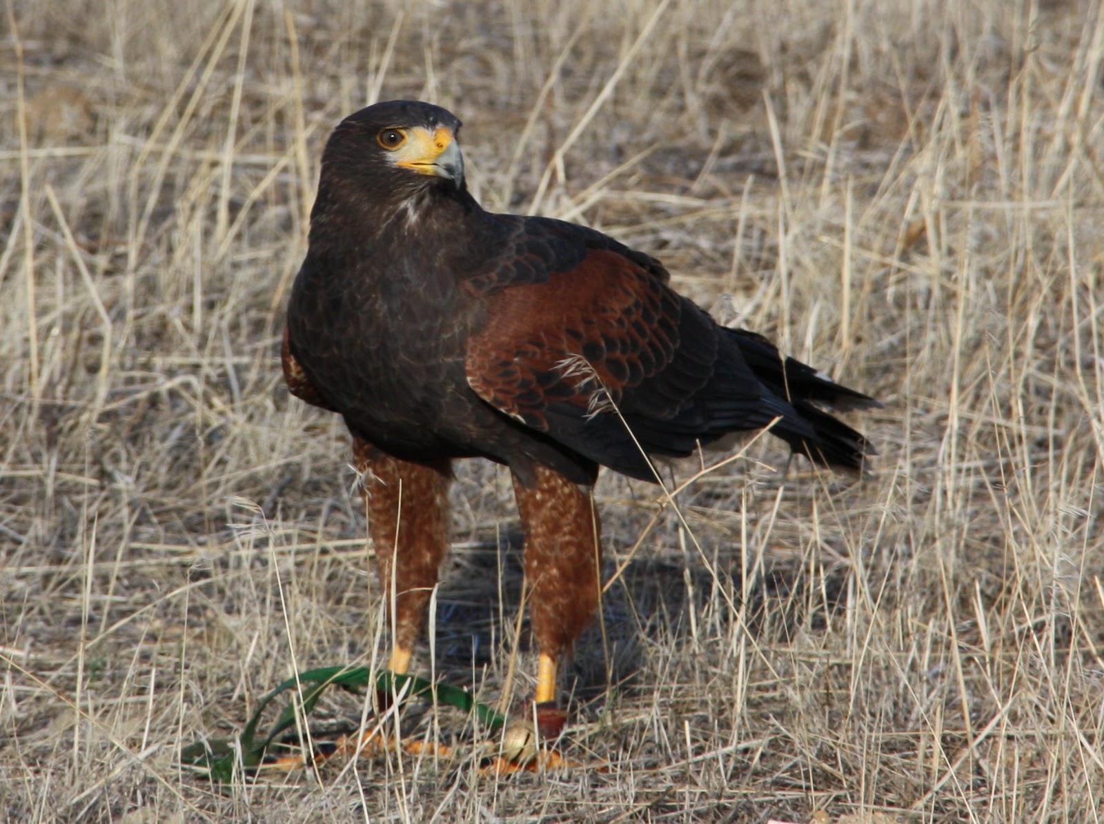 Ornamentales y Rapaces: MIS RAPACES