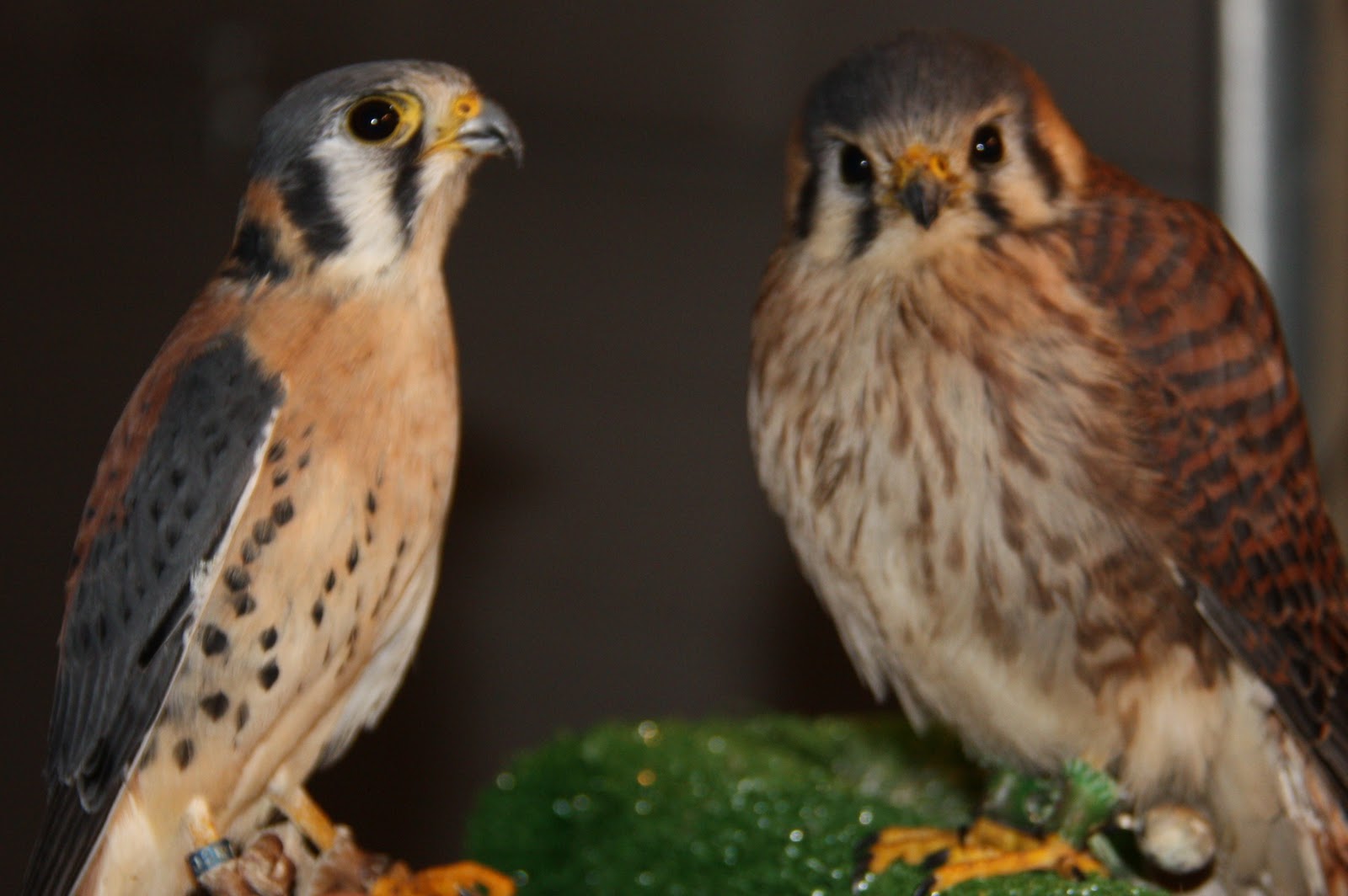 Ornamentales y Rapaces: MIS RAPACES