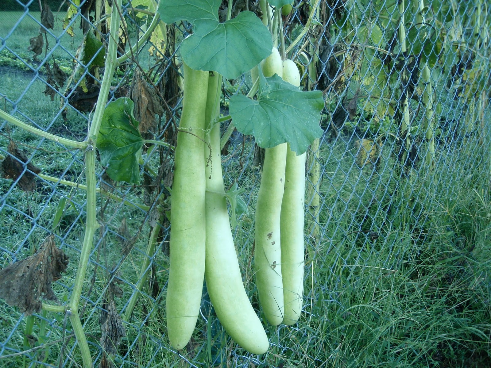 Oxford Impressions: Snake Gourds