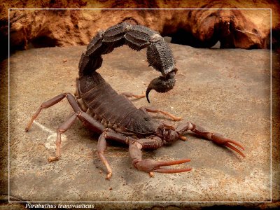 The Deadliest Scorpions | Fun Zone Collection