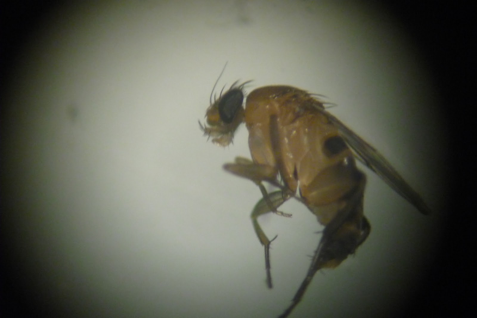 Mosca de la fruta (Drosophila melanogaster): noviembre 2010
