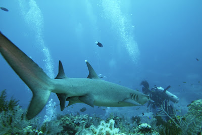 Borneo My Destination: The Best Scuba Diving Along the West Coast of ...