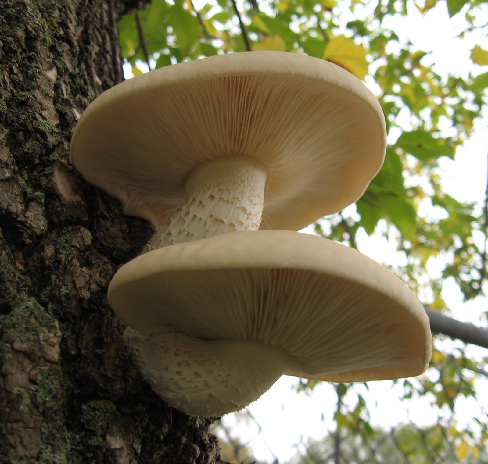 Tangled Web: A Few Fall Fungi