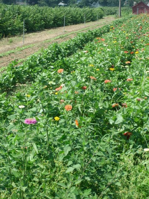 Wheat And Tomato: Four Town Farm