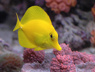 Dračí blog: obrázky ryb