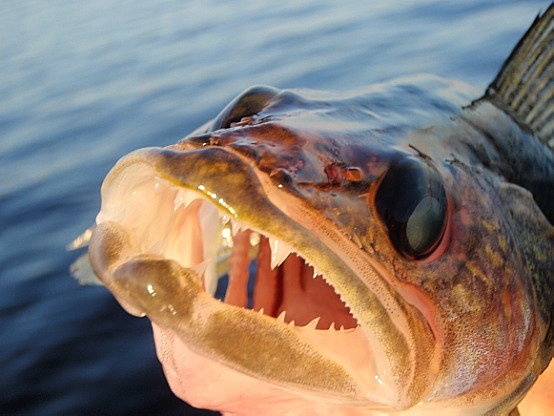 Casey's catch of the day: Fantastic week of fishing