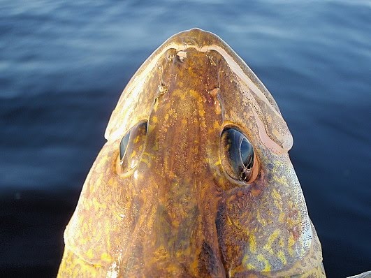 Casey's catch of the day: Fantastic week of fishing