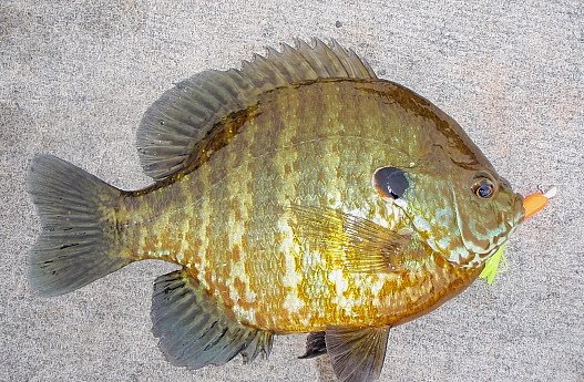 Casey's catch of the day: Fantastic week of fishing