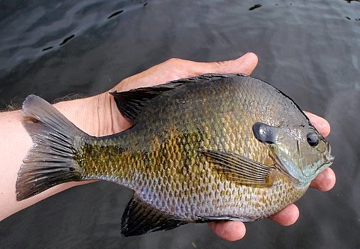 Casey's catch of the day: Fantastic week of fishing