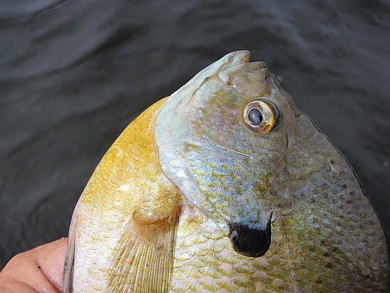 Casey's catch of the day: Fantastic week of fishing