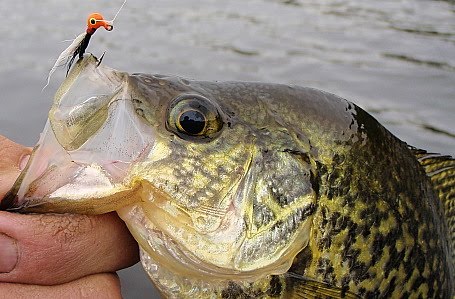 Casey's catch of the day: Fantastic week of fishing